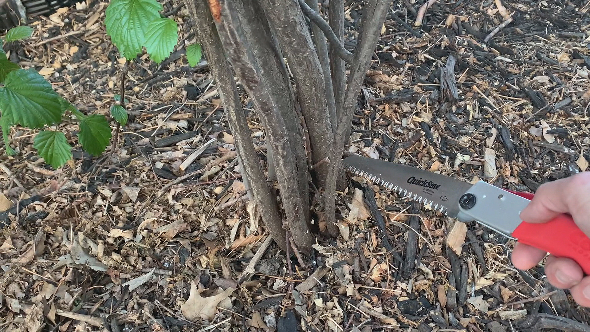 Pruning Shrubs | Iowa PBS