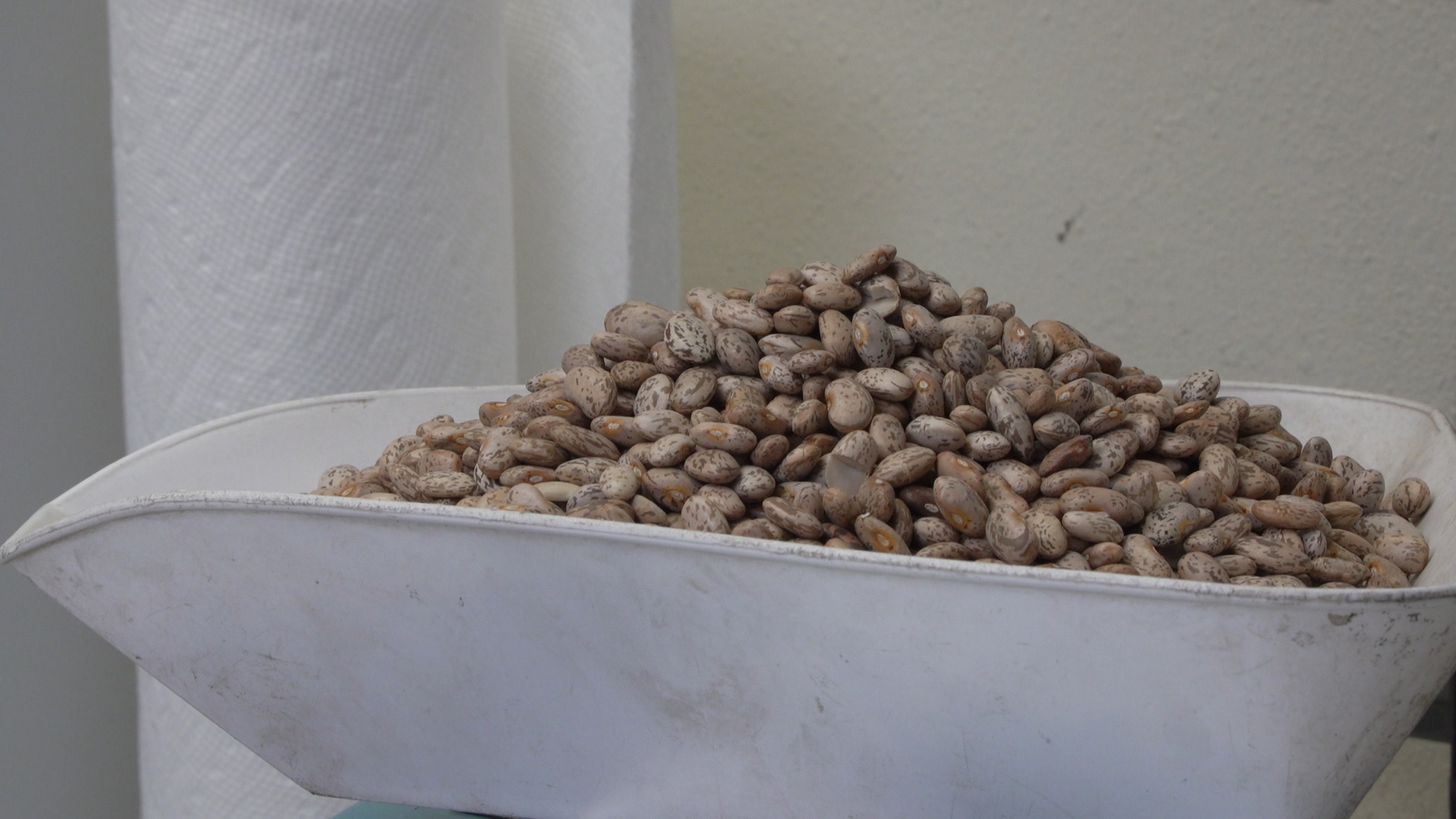 Dry Beans, Other Pulse Crops Ride Rollercoaster | Iowa PBS