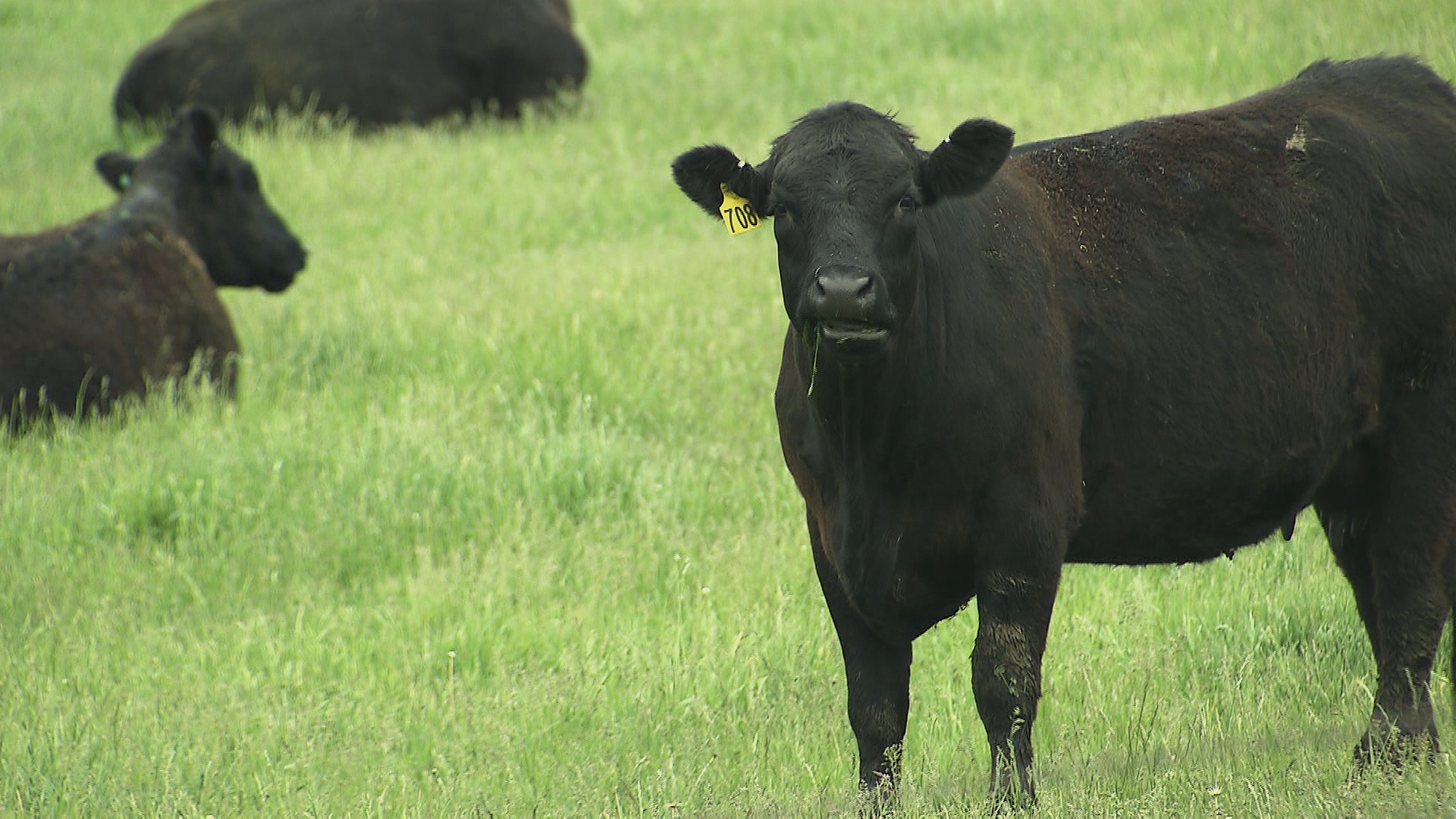 Challenge to Beef Checkoff Denied | Iowa PBS