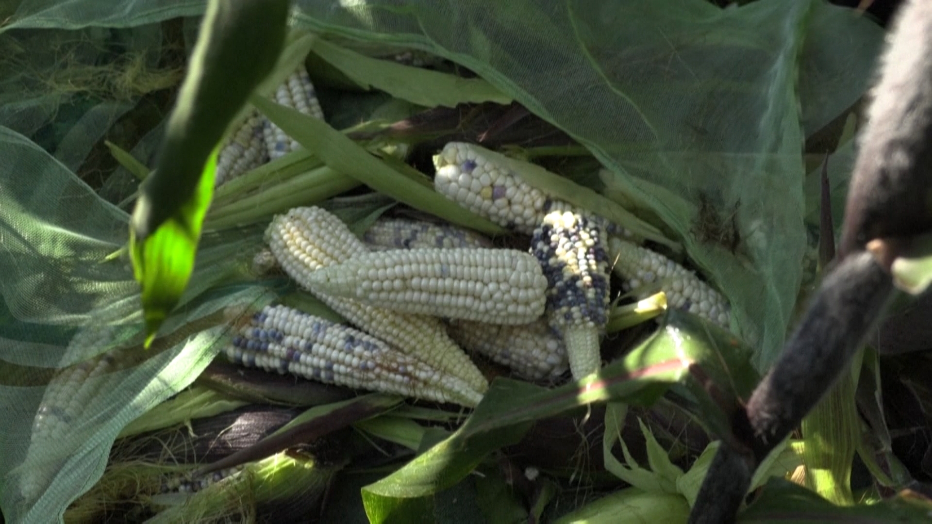 Mexico keeps resolve in GMO ban | Iowa PBS