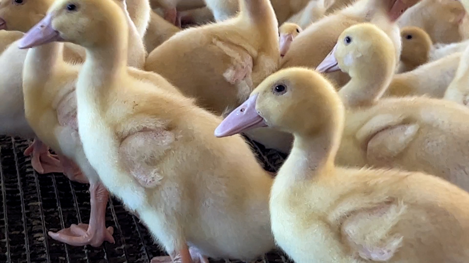 Indiana Company Tackles Challenges in Duck Production | Iowa PBS