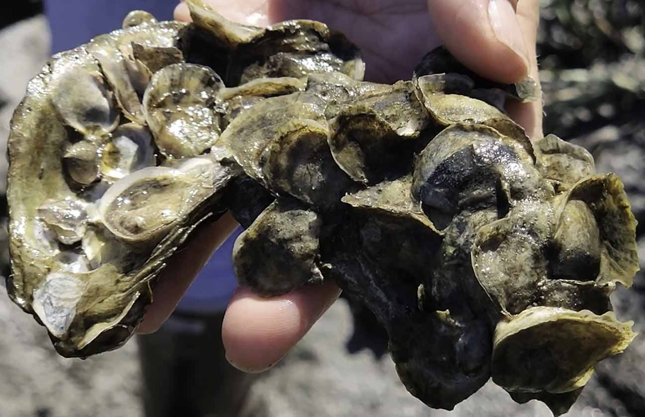 Oyster Farmers Clean Up in Connecticut | Iowa PBS