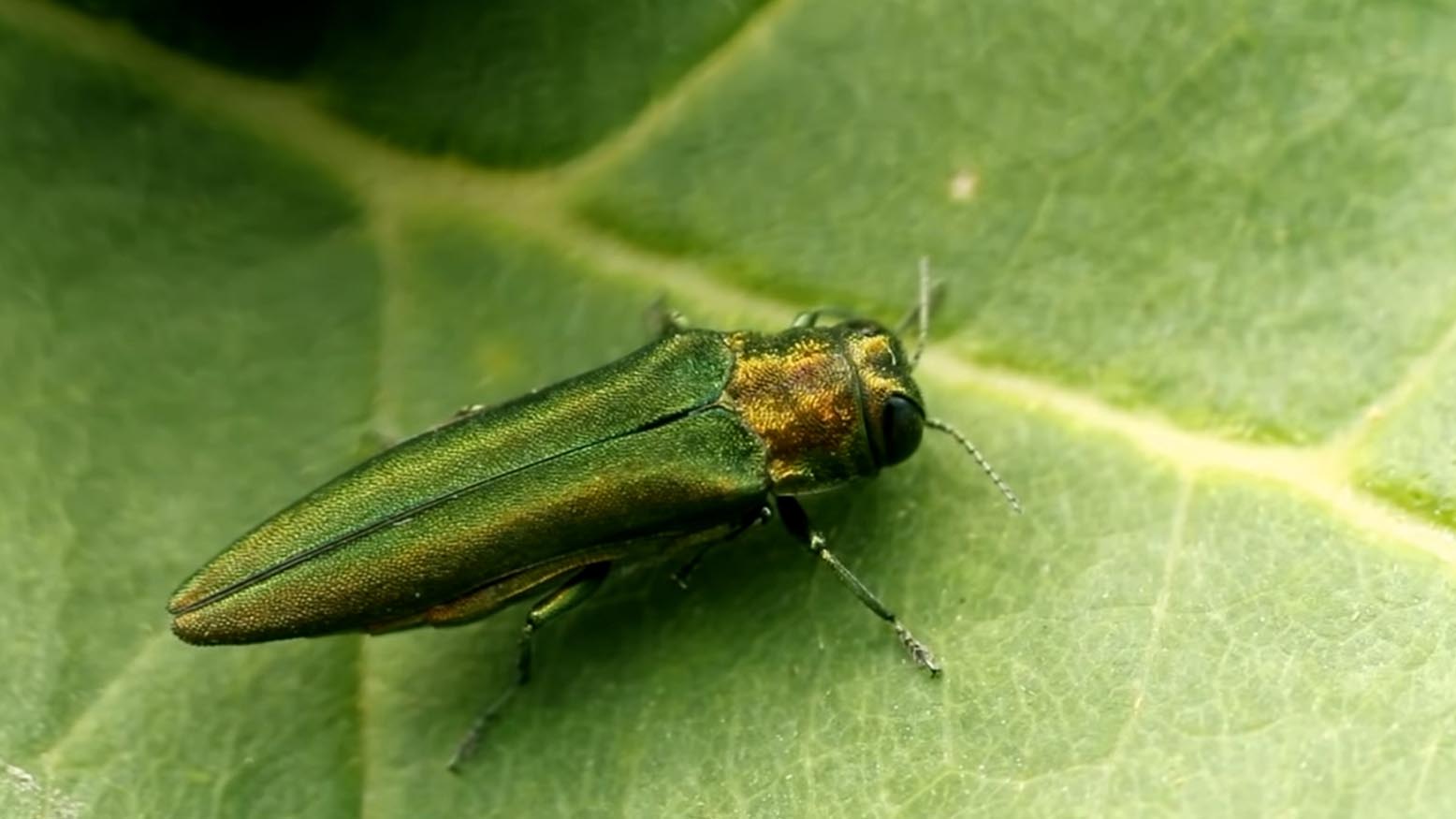 A small insect makes a big impression on the landscape. | Iowa PBS