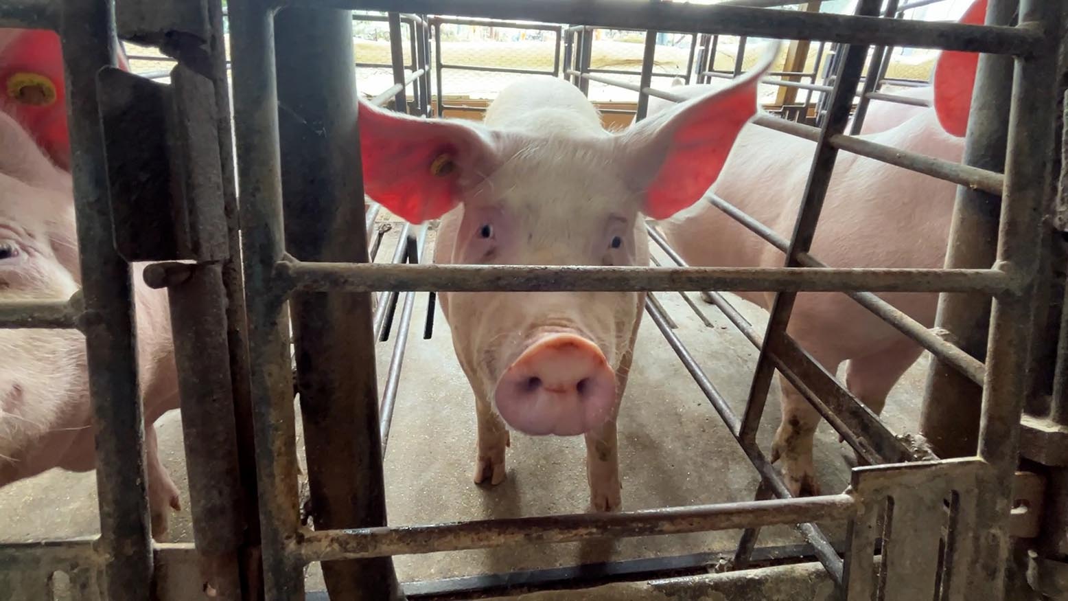 Financial Uncertainties for Pork Producers Affect Prop 12 Impact | Iowa PBS