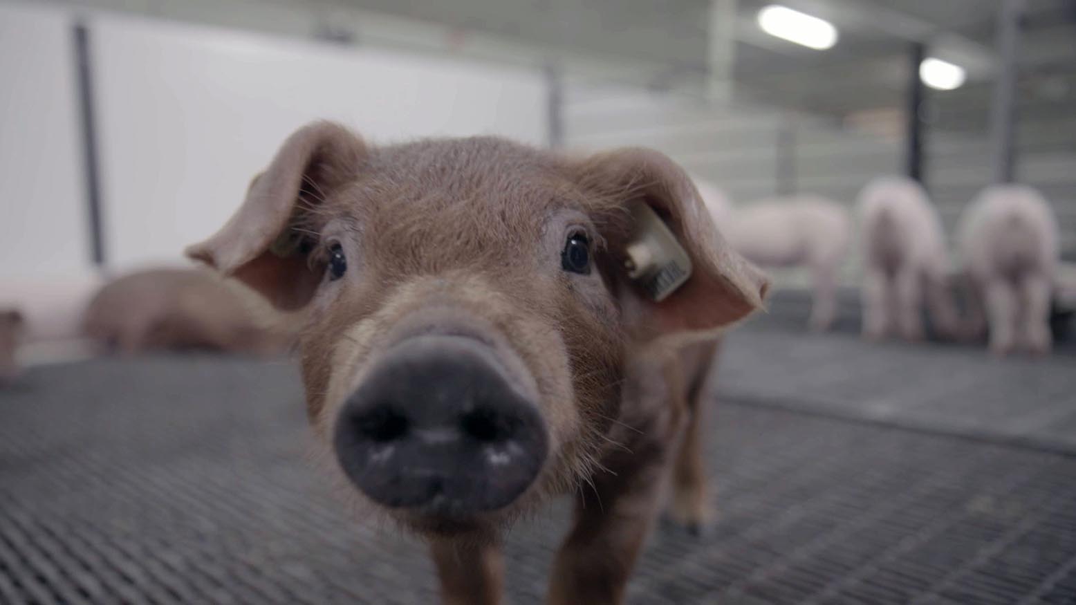 Gene Edited Pig Offers Hope Against Costly Hog Disease | Iowa PBS