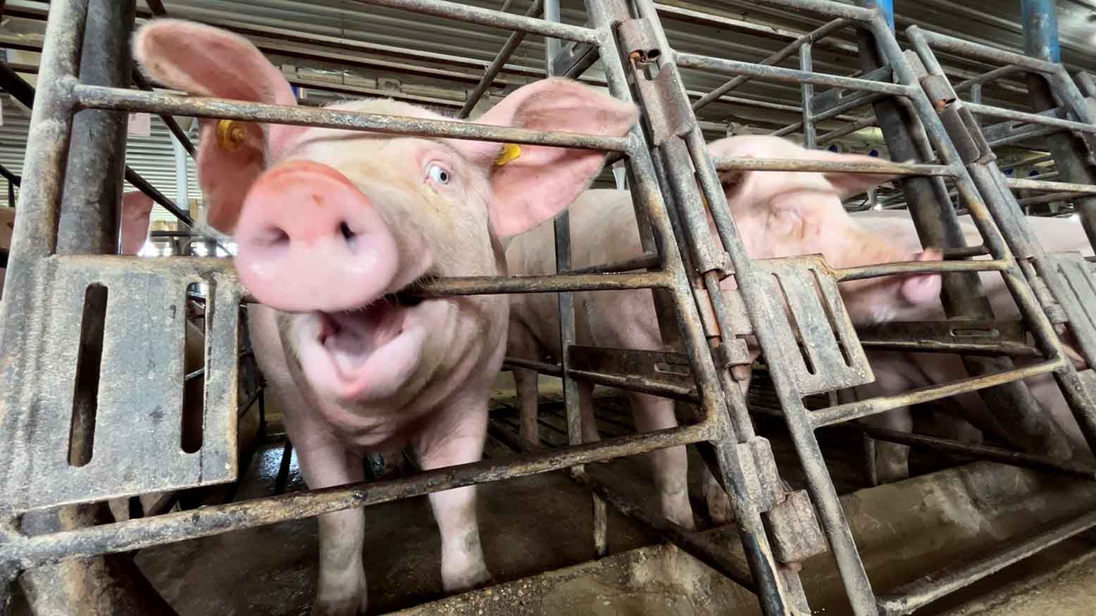 House Ag Discusses Prop 12 Effects | Iowa PBS