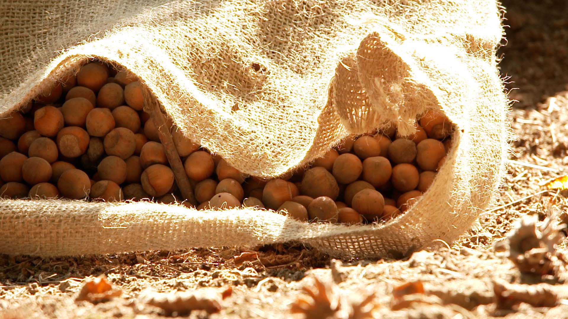 Oregon's Hazelnut Growers Overcome Barriers | Iowa PBS