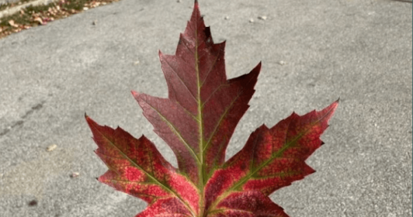 Fall Colors Guide in Iowa | Iowa PBS