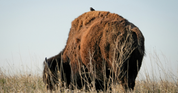 The History and Decline of Buffalo in Iowa | Iowa PBS